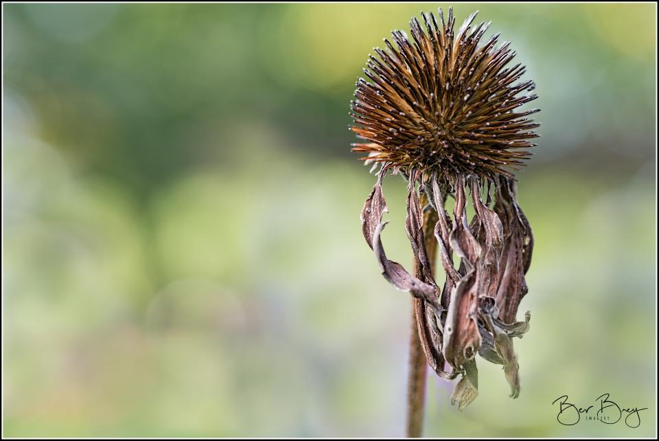 Fading Beauty | Shutterbug